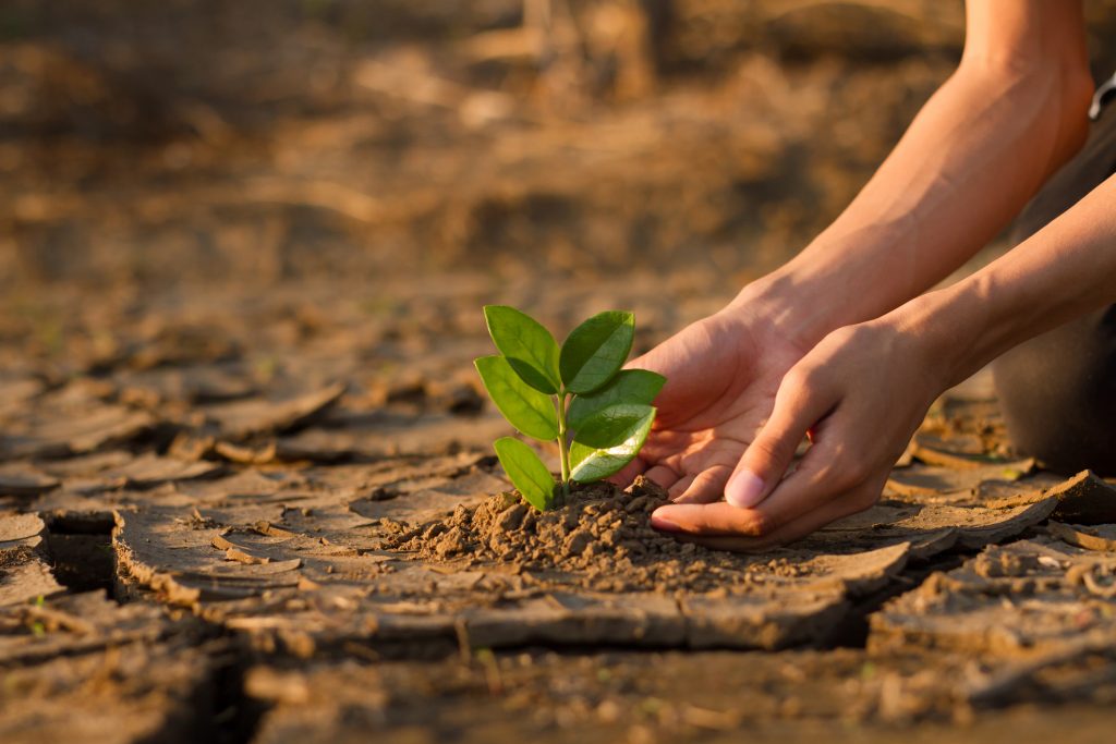 Children planting a tree climate change crisis - Caraniche